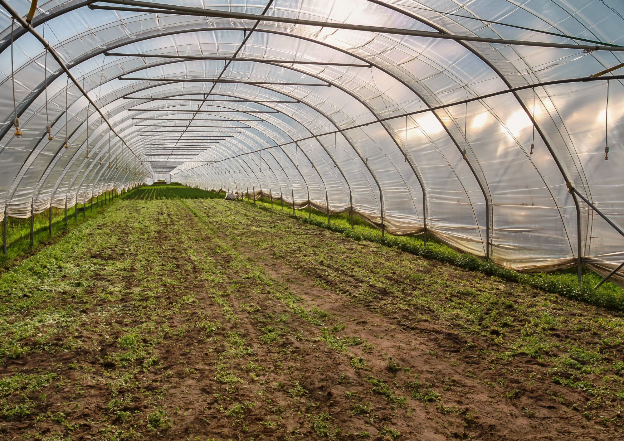 Empowering farmers: Enhancing Zambia's horticultural exports Empowering farmers: Enhancing Zambia's horticultural exports
